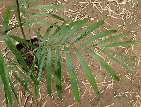 Ptychosperma lineare - Palmpedia - Palm Grower's Guide