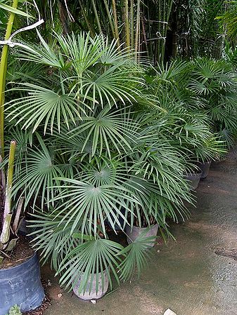 Rhapis multifida - Palmpedia - Palm Grower's Guide