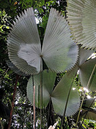 Sabinaria magnifica - Palmpedia - Palm Grower's Guide