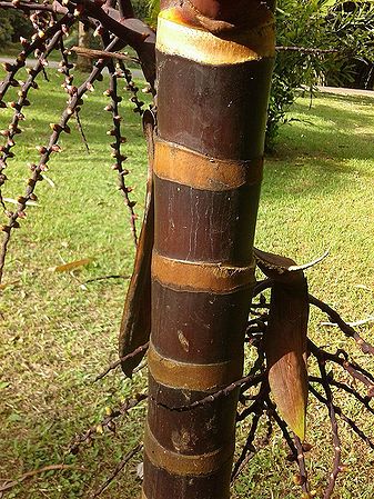 Loxococcus rupicola - Palmpedia - Palm Grower's Guide