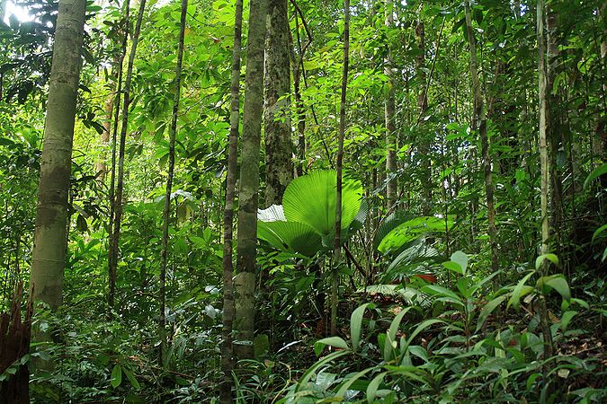 Licuala orbicularis - Palmpedia - Palm Grower's Guide