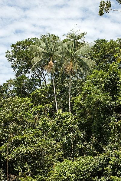 Euterpe precatoria - Palmpedia - Palm Grower's Guide