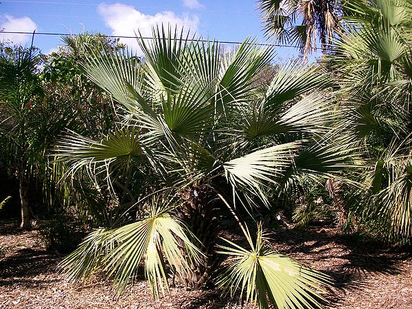 Brahea aculeata - Palmpedia - Palm Grower's Guide