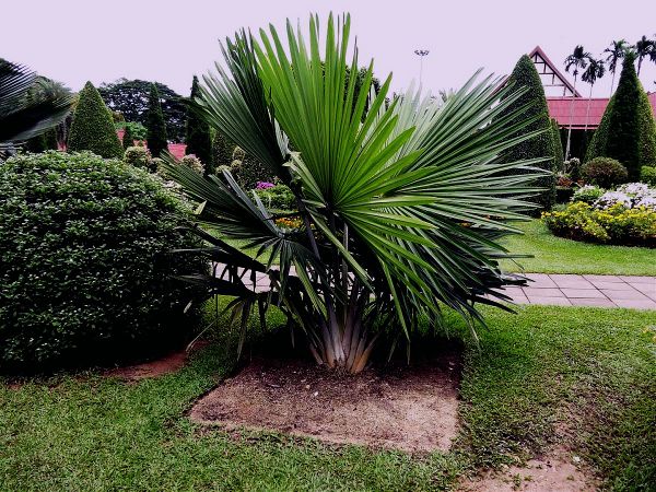 Tahina spectabilis - Palmpedia - Palm Grower's Guide