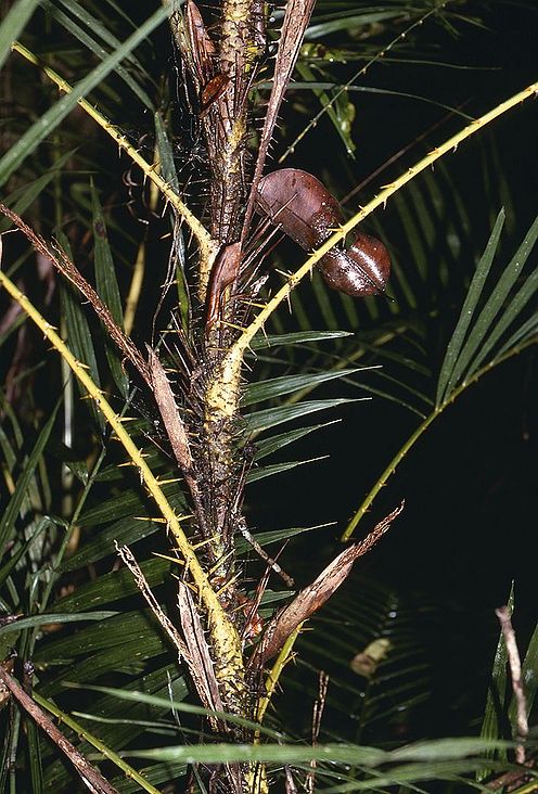 Daemonorops longistipes - Palmpedia - Palm Grower's Guide