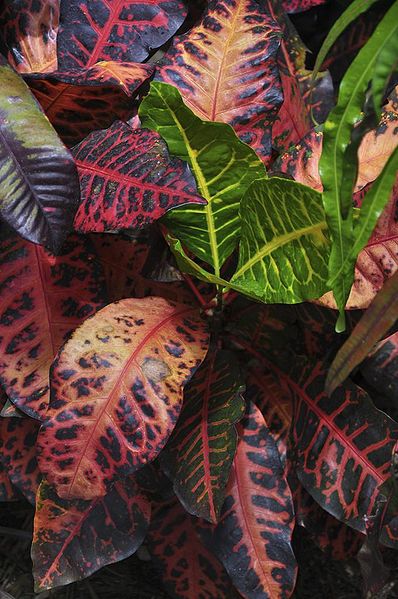 BEYOND PETRA - Palmpedia - Palm Grower's Guide