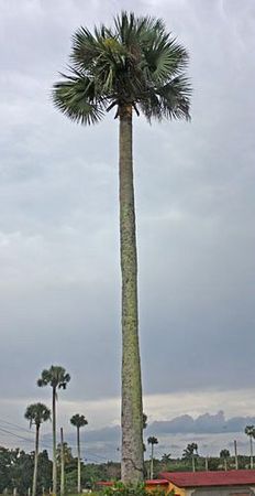 Sabal maritima - Palmpedia - Palm Grower's Guide