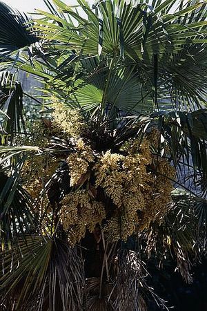 Trachycarpus fortunei - Palmpedia - Palm Grower's Guide