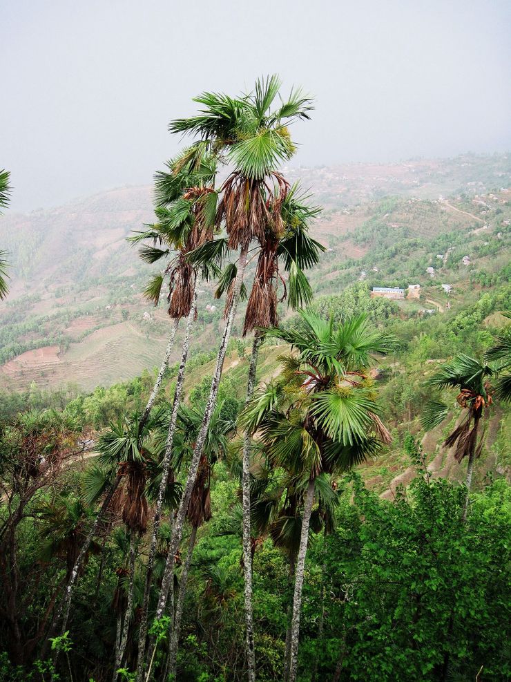 Trachycarpus martianus - Palmpedia - Palm Grower's Guide