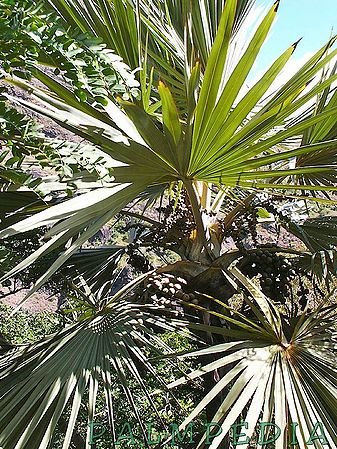 Latania lontaroides - Palmpedia - Palm Grower's Guide
