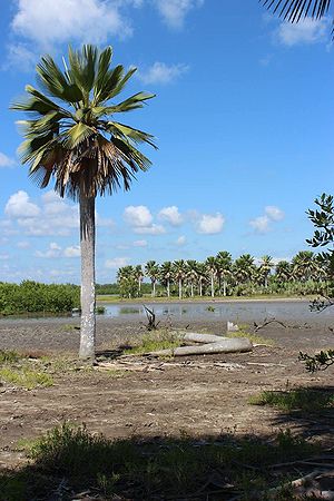 Copernicia gigas - Palmpedia - Palm Grower's Guide