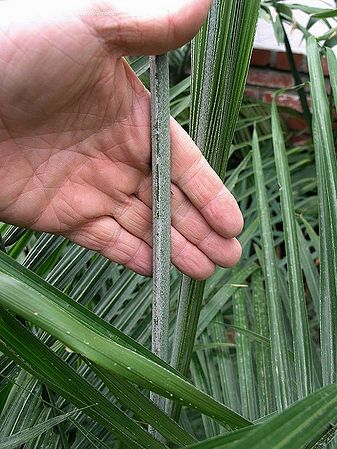 Ravenea glauca - Palmpedia - Palm Grower's Guide