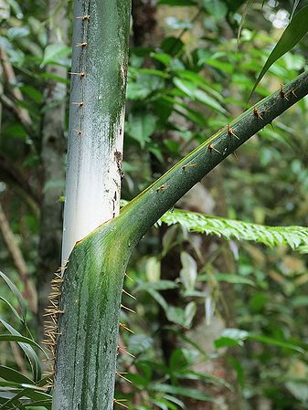 Plectocomia elongata - Palmpedia - Palm Grower's Guide