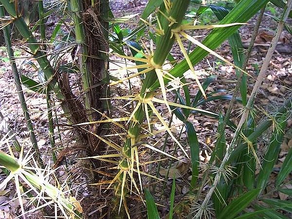 Calamus erectus - Palmpedia - Palm Grower's Guide