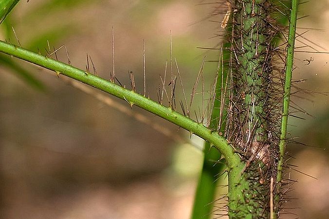 Calamus australis - Palmpedia - Palm Grower's Guide