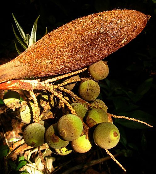 Bactris coloniata - Palmpedia - Palm Grower's Guide