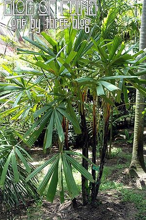 Licuala paludosa - Palmpedia - Palm Grower's Guide
