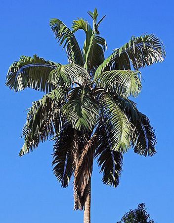 Orania sylvicola - Palmpedia - Palm Grower's Guide