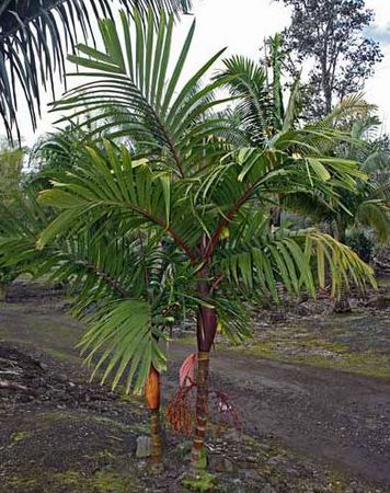 Pinanga caesia - Palmpedia - Palm Grower's Guide
