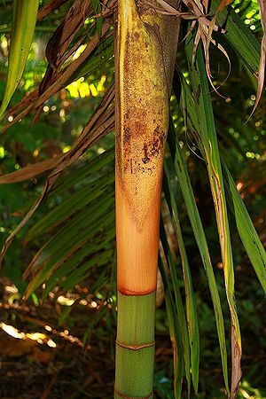 Dypsis rivularis - Palmpedia - Palm Grower's Guide