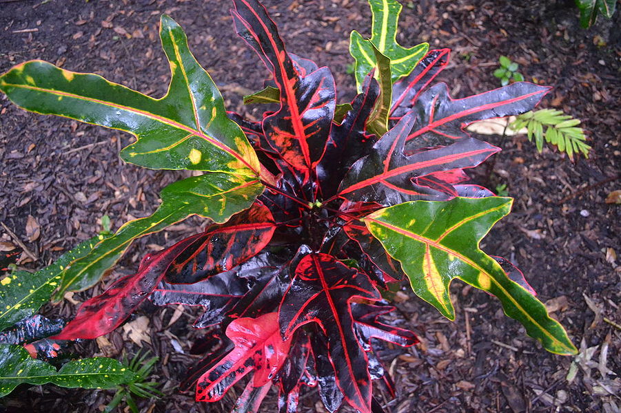 SATAN - Palmpedia - Palm Grower's Guide