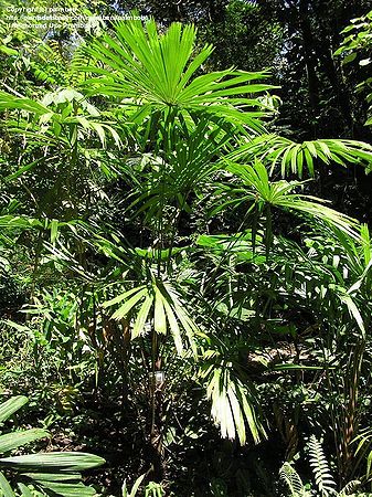 Licuala distans - Palmpedia - Palm Grower's Guide
