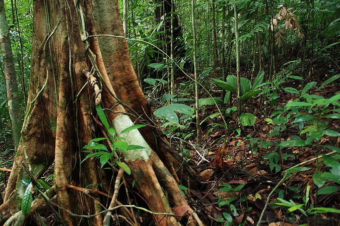 Licuala orbicularis - Palmpedia - Palm Grower's Guide