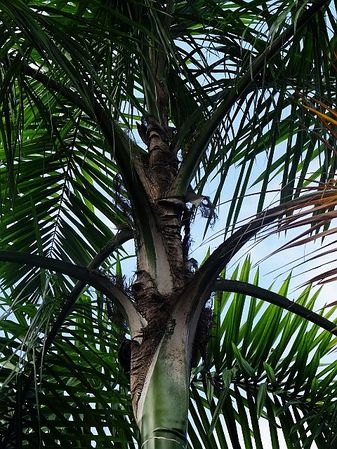 Syagrus sancona - Palmpedia - Palm Grower's Guide