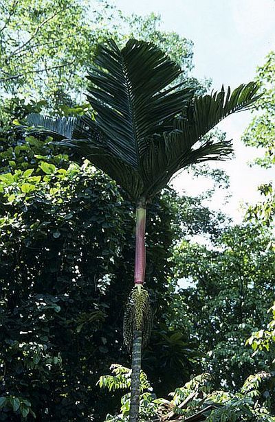 Areca macrocalyx var. 'Marie' - Palmpedia - Palm Grower's Guide