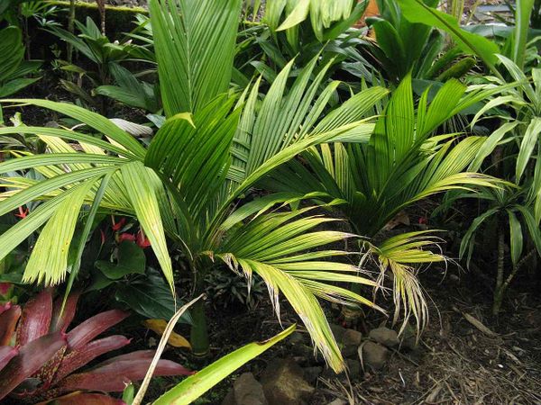 Areca caliso - Palmpedia - Palm Grower's Guide