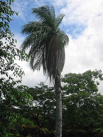 Acrocomia aculeata - Palmpedia - Palm Grower's Guide