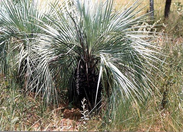 Butia archeri - Palmpedia - Palm Grower's Guide