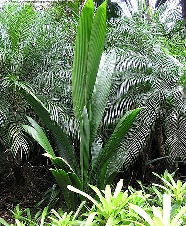 Bactris militaris - Palmpedia - Palm Grower's Guide