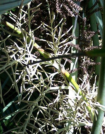 Brahea decumbens - Palmpedia - Palm Grower's Guide