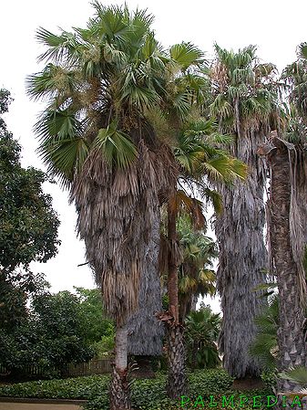 Brahea brandegeei - Palmpedia - Palm Grower's Guide