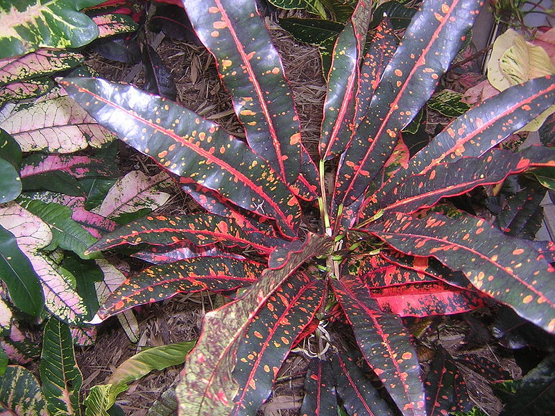 CAPTAIN KIDD - Palmpedia - Palm Grower's Guide