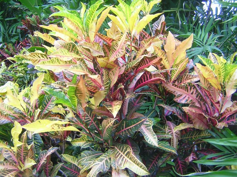 ELAINE - Palmpedia - Palm Grower's Guide