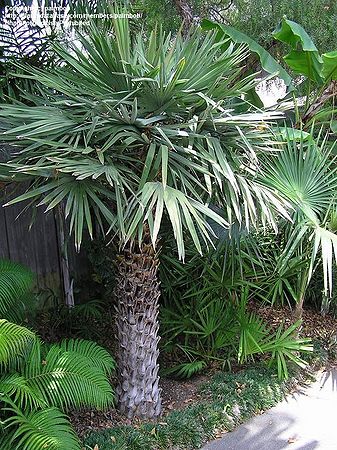 Copernicia alba - Palmpedia - Palm Grower's Guide