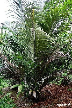 Astrocaryum murumuru - Palmpedia - Palm Grower's Guide