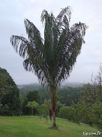 Oenocarpus bacaba - Palmpedia - Palm Grower's Guide