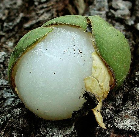 Orania sylvicola - Palmpedia - Palm Grower's Guide