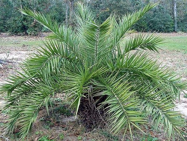 Phoenix loureiroi var. pedunculata - Palmpedia - Palm Grower's Guide