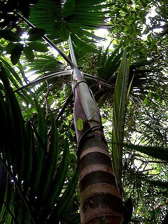 Pinanga tashiroi - Palmpedia - Palm Grower's Guide