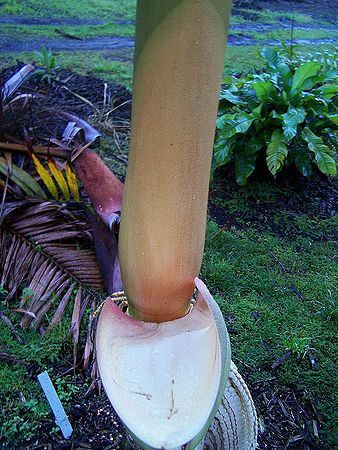 Pinanga insignis - Palmpedia - Palm Grower's Guide