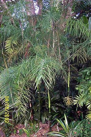 Chamaedorea plumosa - Palmpedia - Palm Grower's Guide