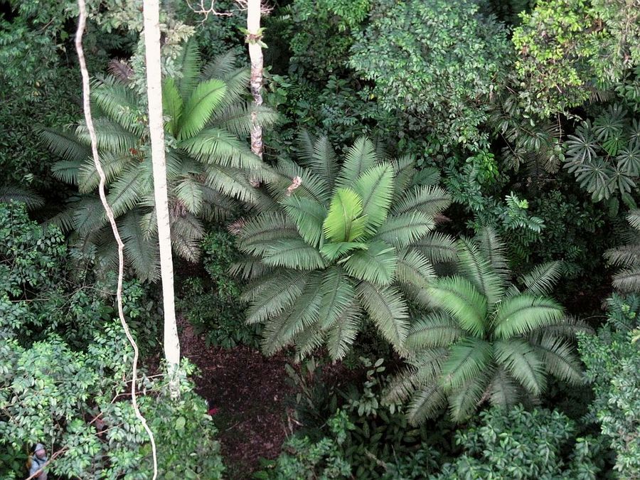 Phytelephas tenuicaulis - Palmpedia - Palm Grower's Guide