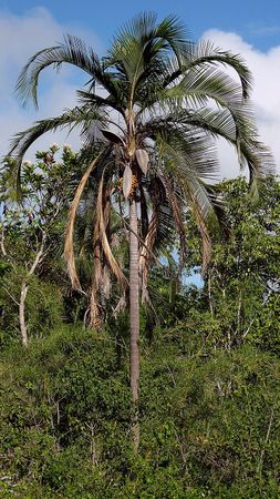 Syagrus botryophora - Palmpedia - Palm Grower's Guide