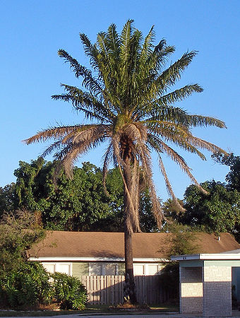 Elaeis guineensis - Palmpedia - Palm Grower's Guide