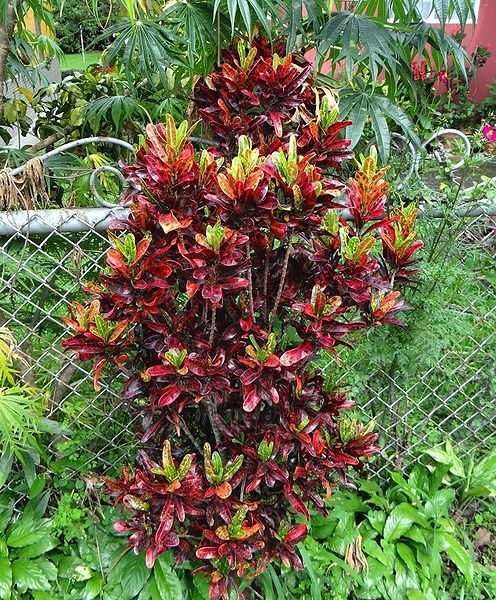 BATIK - Palmpedia - Palm Grower's Guide