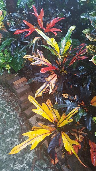 TALI - Palmpedia - Palm Grower's Guide